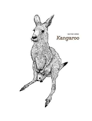 Kangaroo Drawing Background Vector Images (over 2,300)