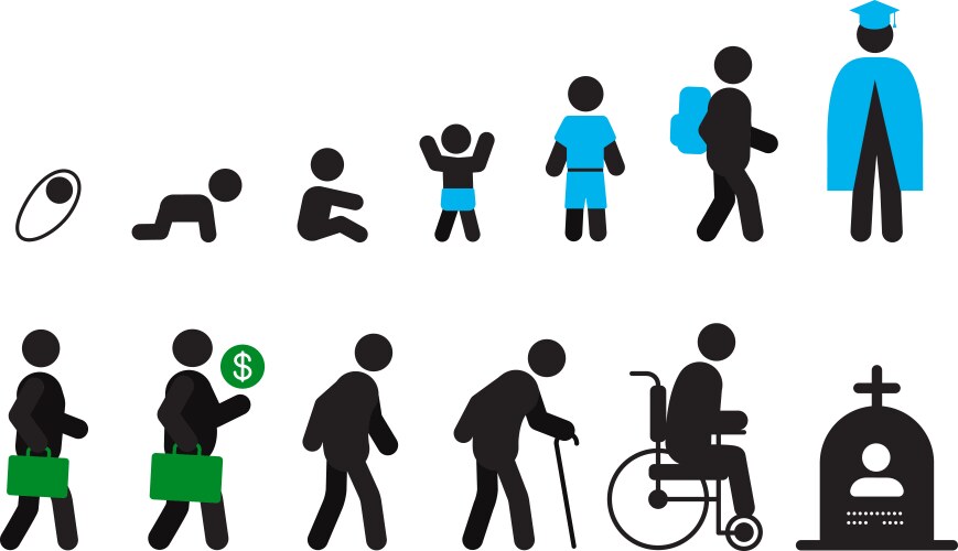 Male and female life cycle from childhood to old Vector Image