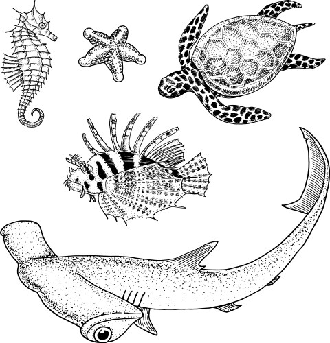 Sea Animals Sketch Vector Images (over 34,000)