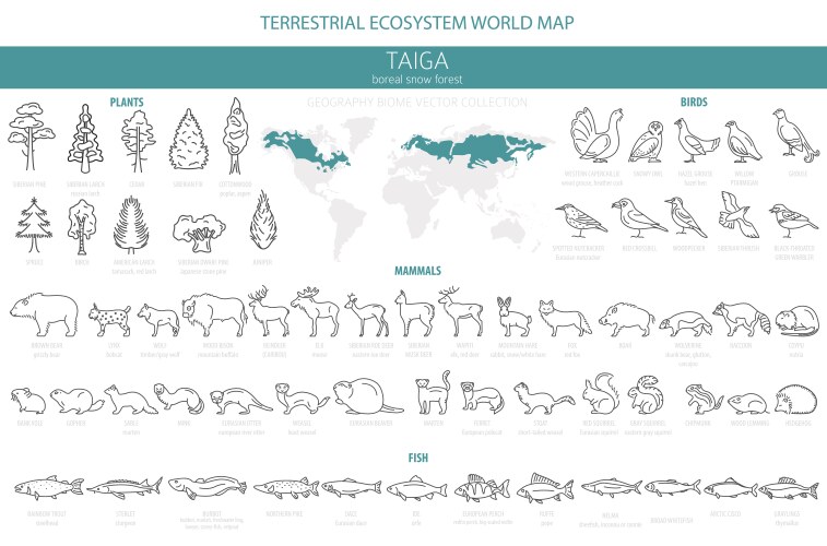 Taiga biome boreal snow forest terrestrial Vector Image