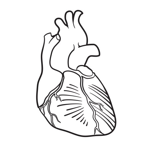 Human heart Royalty Free Vector Image - VectorStock