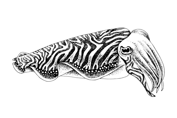 Cuttlefish hand-drawn Royalty Free Vector Image