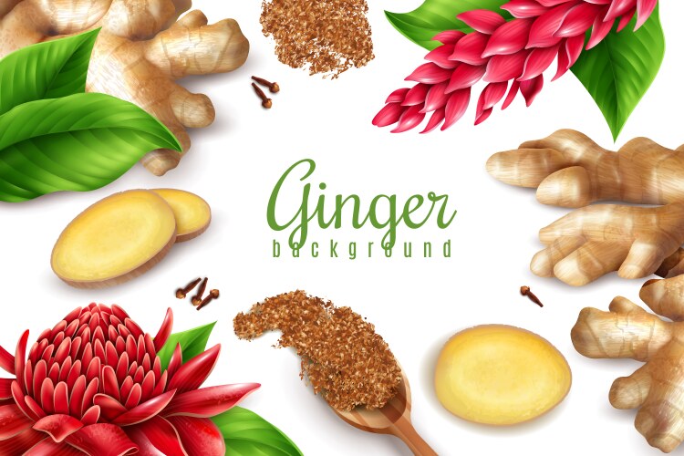 Red ginger flower Royalty Free Vector Image - VectorStock