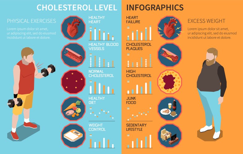 Cholesterol level flowchart Royalty Free Vector Image