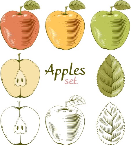 Apples Vector Images (over 230,000)