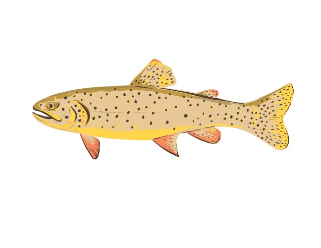Brown trout Royalty Free Vector Image - VectorStock