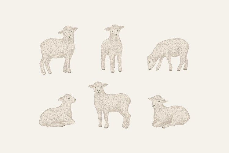 Sheep and little lambs Royalty Free Vector Image