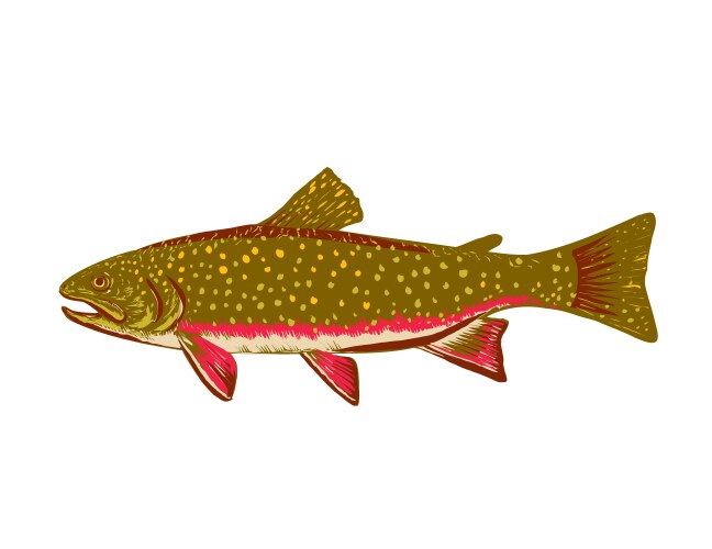 Brown trout Royalty Free Vector Image - VectorStock