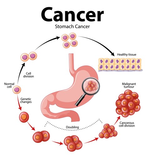 Animal cloning charts infographic Royalty Free Vector Image