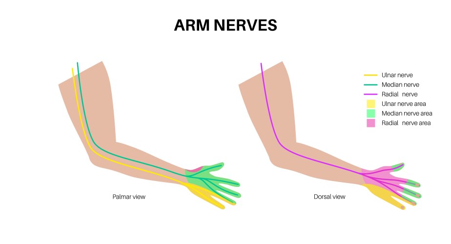 Forearm Stretch Vector Images (90)