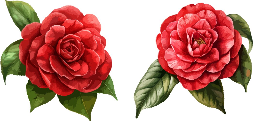 Camellia flower clipart Royalty Free Vector Image