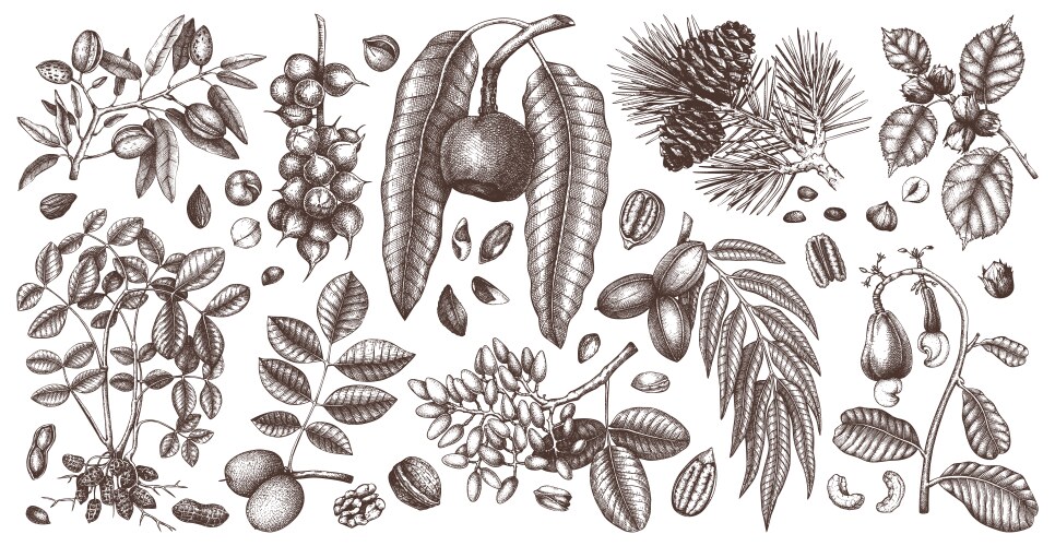 Pecan hand drawn food drawing nut trees Royalty Free Vector