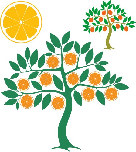 Orange tree isolated on white background Vector Image
