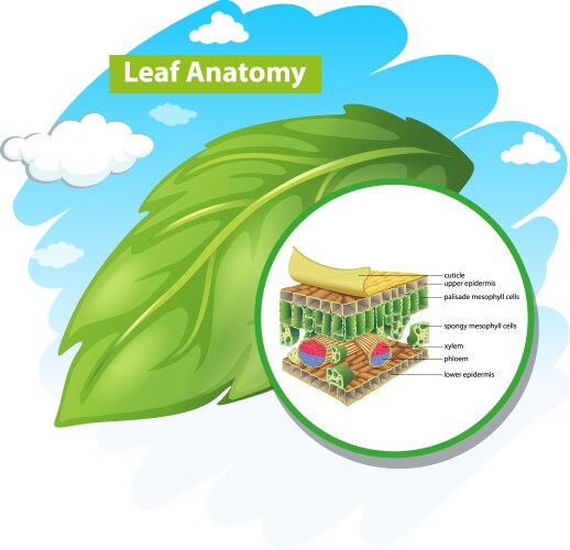 Diagram showing process photosynthesis in plant Vector Image