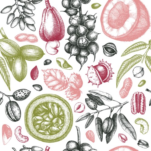 Pecan hand drawn food drawing nut trees Royalty Free Vector