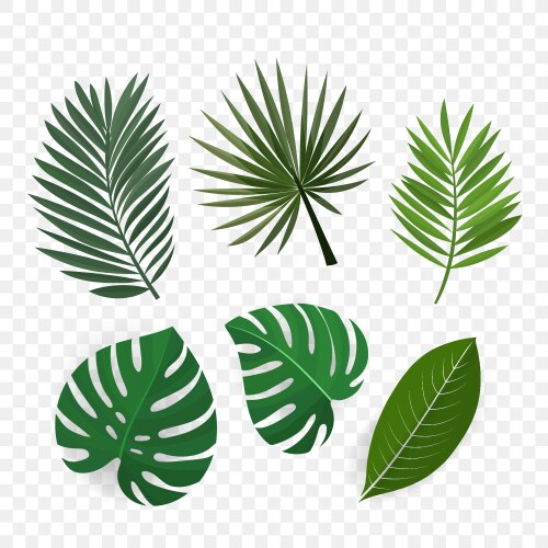 Tropical leaves set jungle palm collection Vector Image