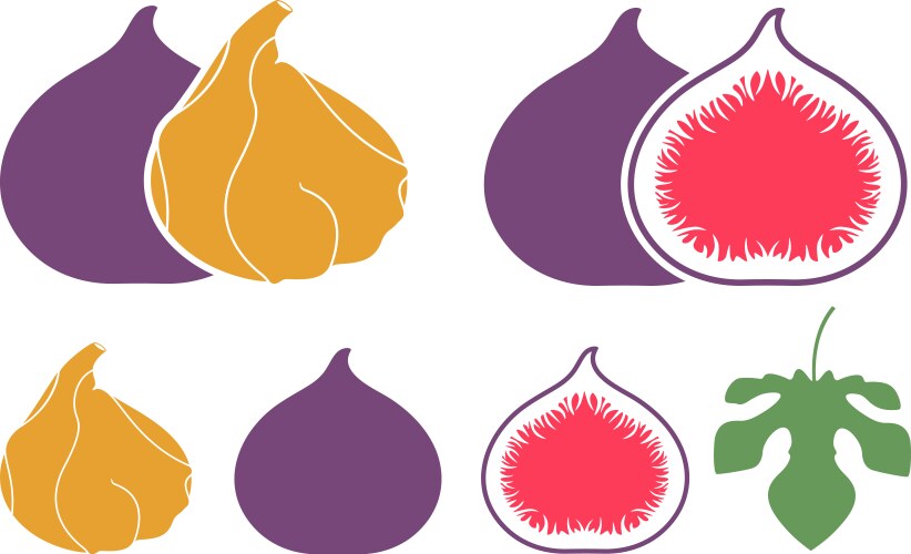 Fig still life Royalty Free Vector Image - VectorStock
