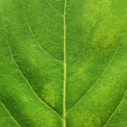Leaf Texture Vector Images (over 380,000)