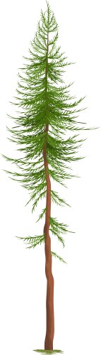 Realistic pine trees set Royalty Free Vector Image