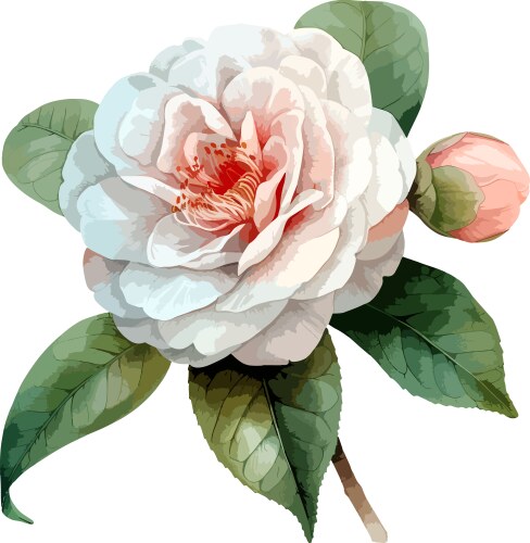 Geranium flower clipart with Royalty Free Vector Image