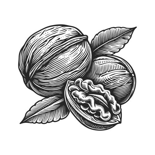 Walnut and leaves Royalty Free Vector Image - VectorStock