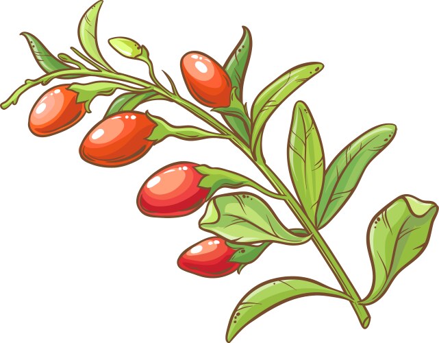 Goji berry Royalty Free Vector Image - VectorStock