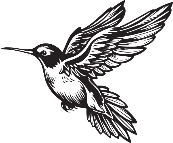 Hummingbird Vector Images (over 9,800)