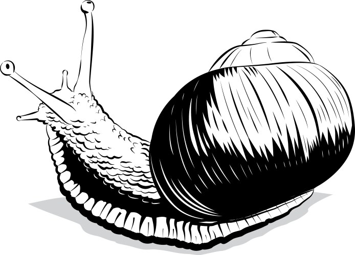 Snail Outline Vector Images (over 4,000)