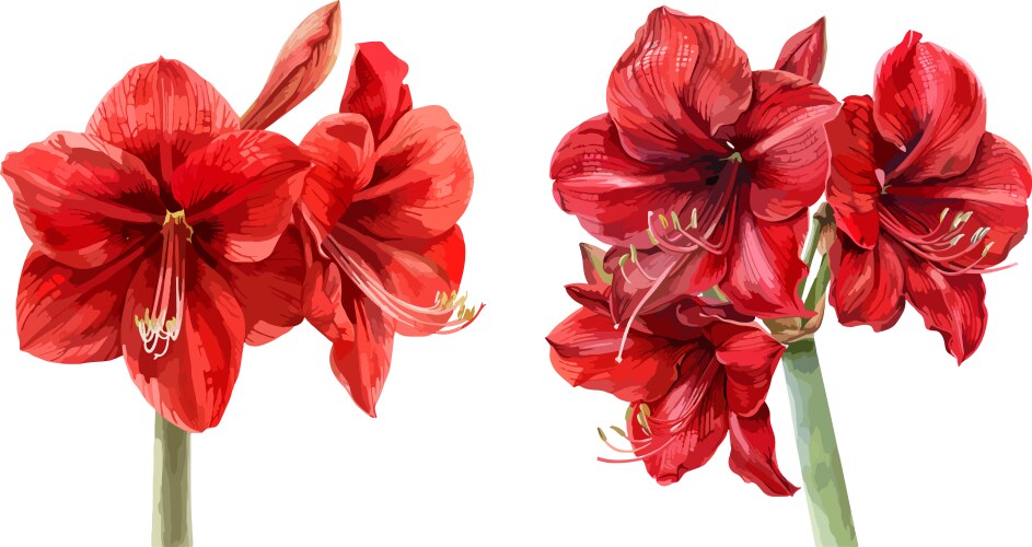 Geranium flower clipart with Royalty Free Vector Image