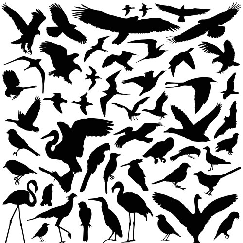 Bird graphics Royalty Free Vector Image - VectorStock