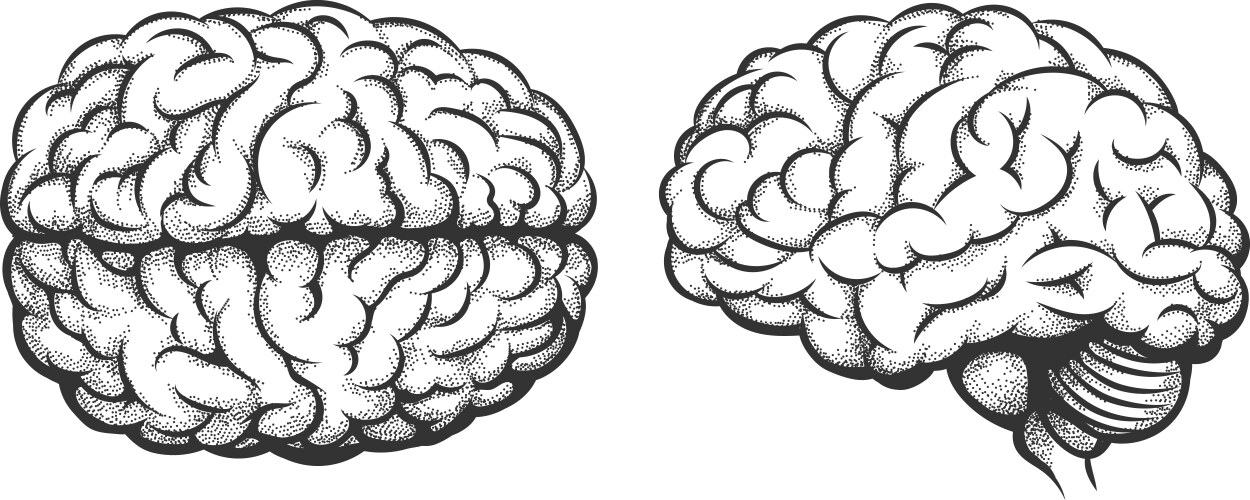 Brain Drawing Front View Brain Front View Vector Images (over 360)