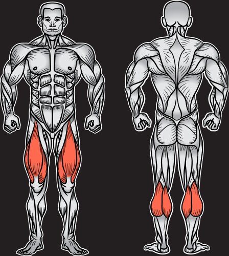 Muscular System Vector Images (over 2,500)