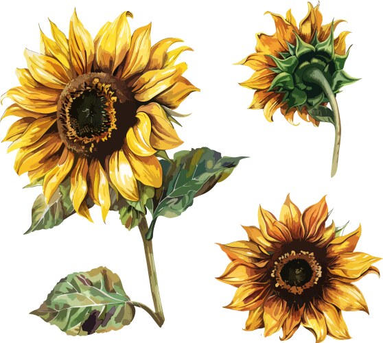 Geranium flower clipart with Royalty Free Vector Image