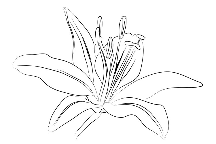 Lily Outline Vector Images (over 11,000)
