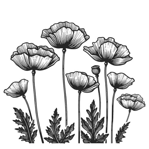 Poppies engraving line art Royalty Free Vector Image