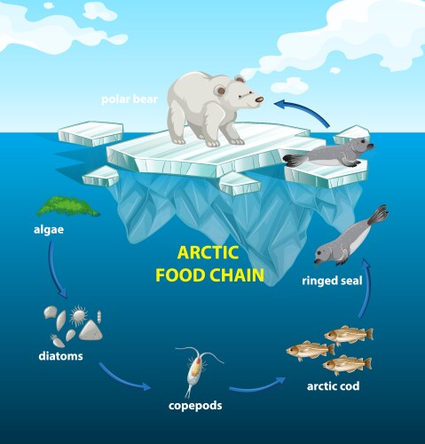 Arctic food chain pyramid Royalty Free Vector Image