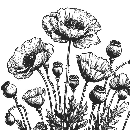 Poppies engraving line art Royalty Free Vector Image