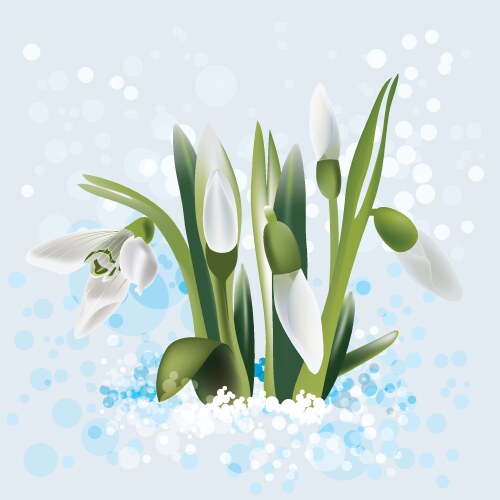Snowdrop Vector Images (over 4,500)