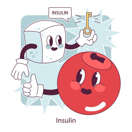 Endocrine system insulin function pancreas gland Vector Image