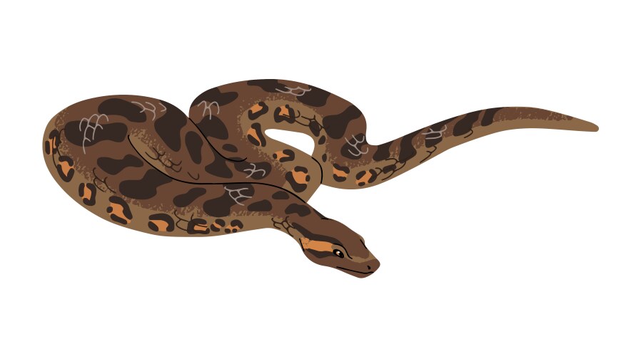 Coiled anaconda silhouette black patterned boa Vector Image