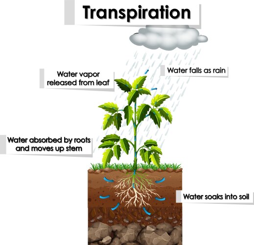 Transpiration Vector Images (over 430)