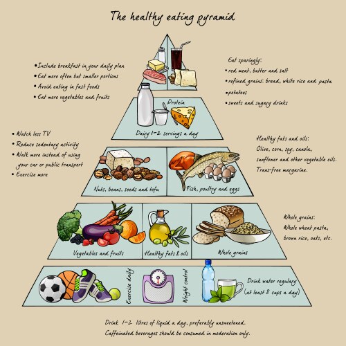 Healthy food pyramid infographic pictures Vector Image