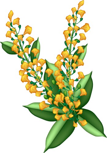 National flower of myanmar yellow padauk flowers Vector Image