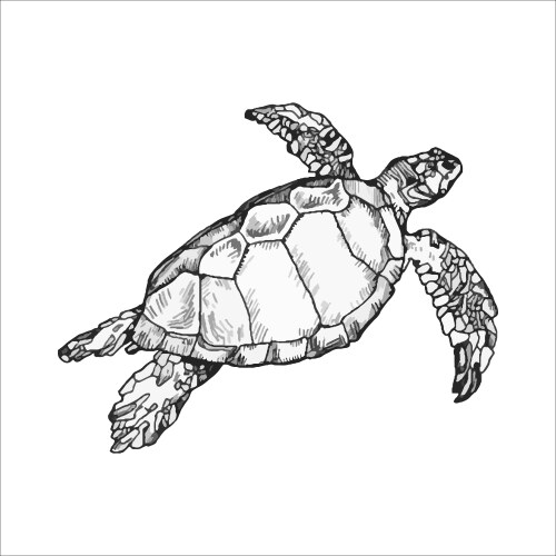 Cute Turtle Sketch Black and White Vector Images (over 460)
