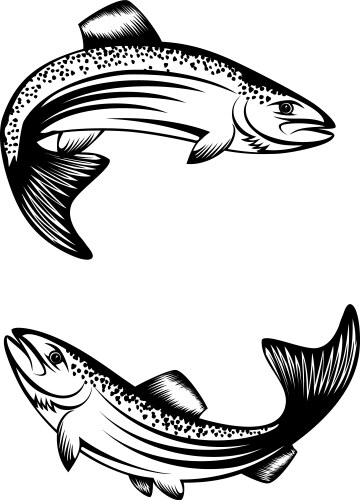 Trout Vector Images (over 13,000)