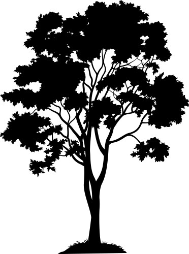 Maple tree silhouette Royalty Free Vector Image