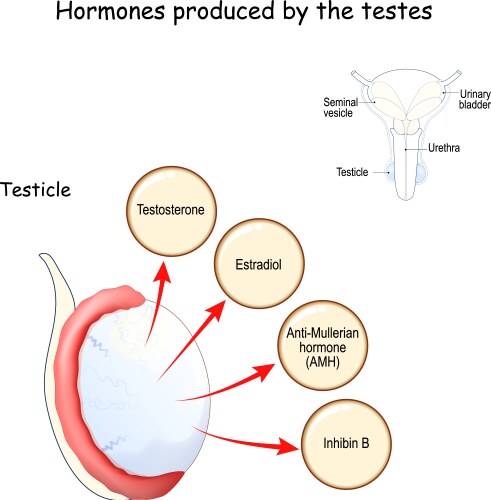Testicle Vector Images (over 2,600)