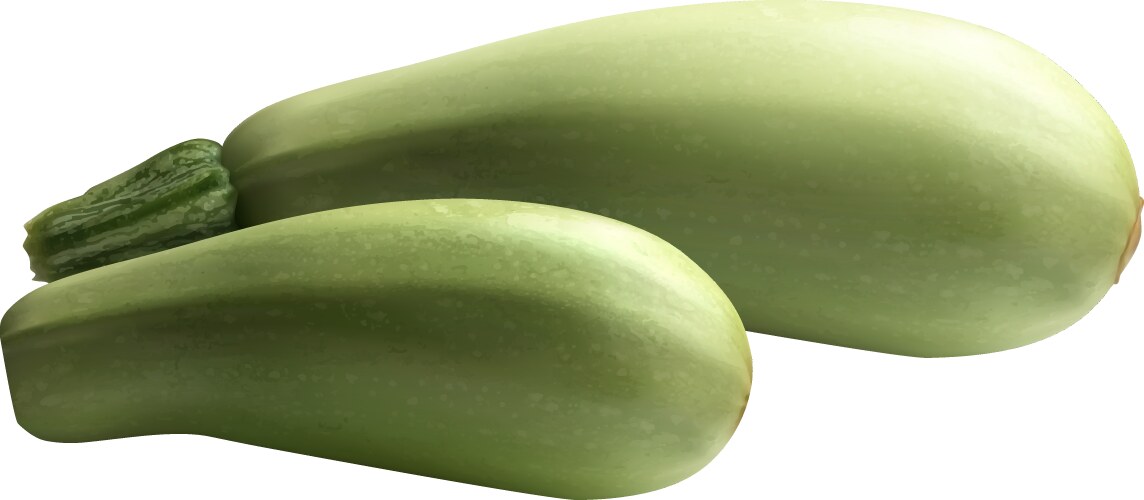 Zucchini realistic isolated on white fresh Vector Image