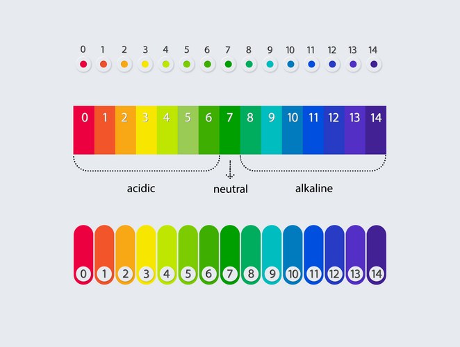 PH Scale Chart: Acids & Bases – Royalty-Free Vector | VectorStock