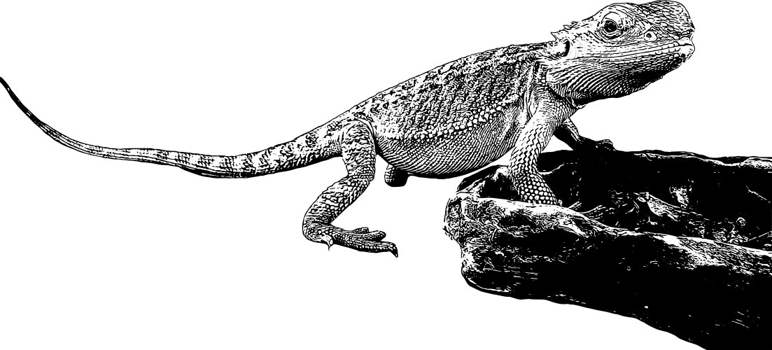 Bearded Dragon Vector Images (over 380)